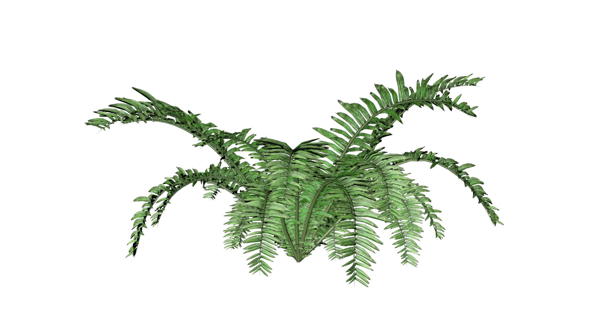 Boston Fern Plant - 09 - Model - TurboSquid 2372567