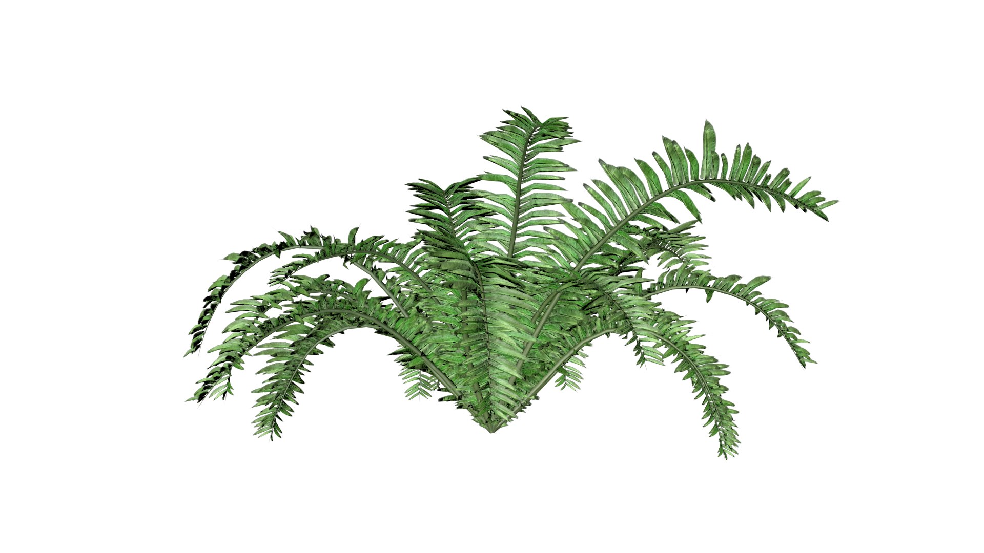 Boston Fern Plant - 09 - Model - TurboSquid 2372567