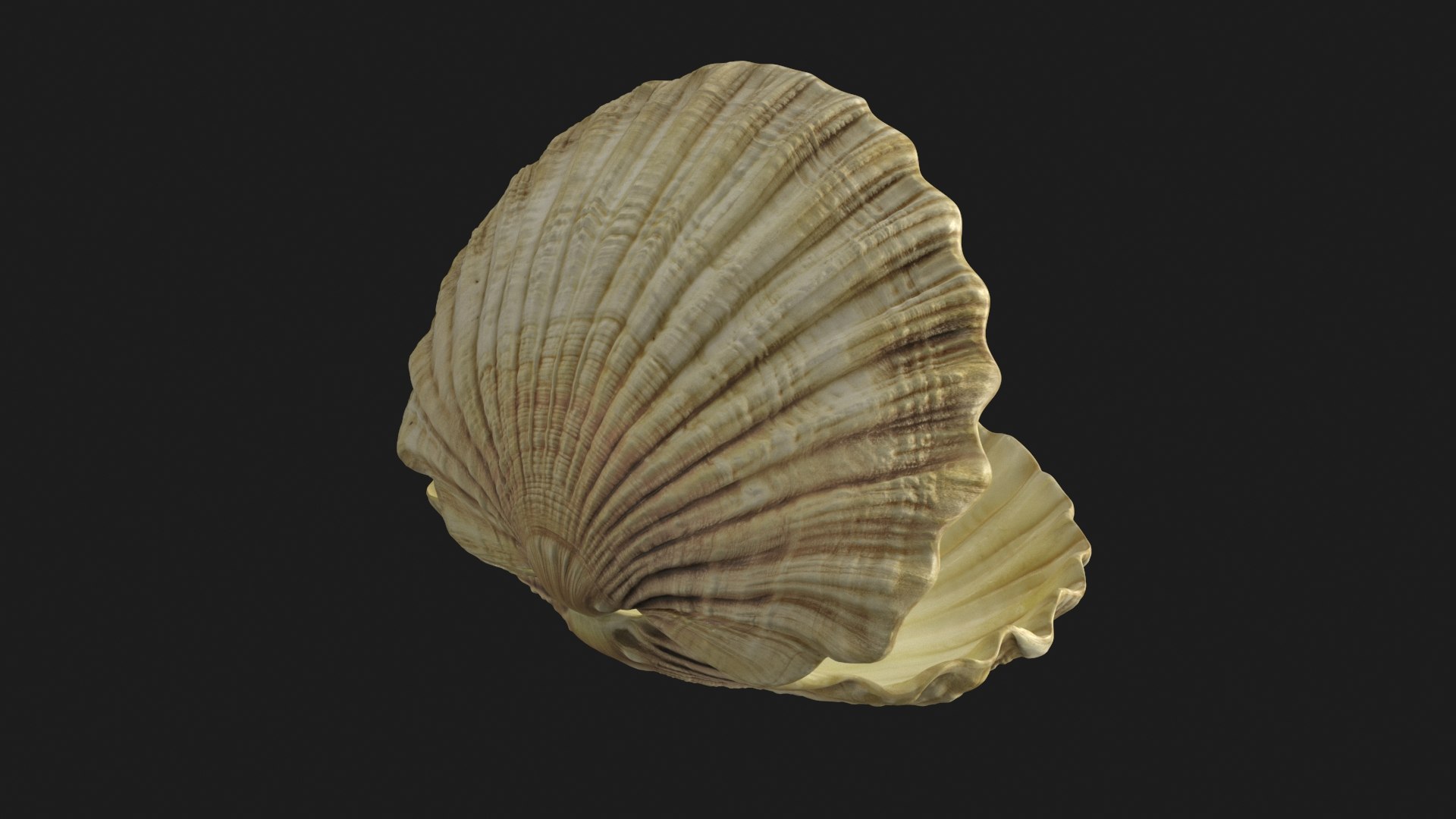 3D Sea Shell With Pearl - TurboSquid 2144431