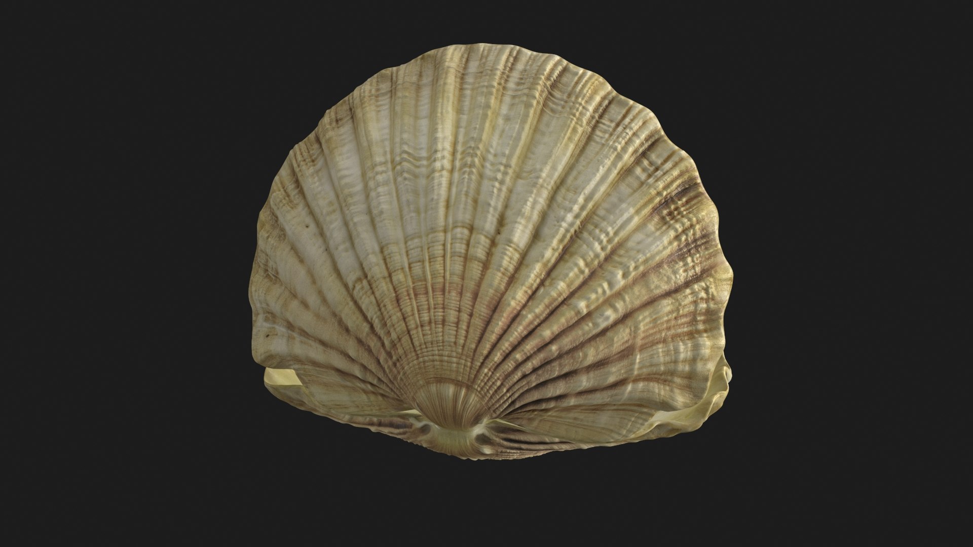 3D Sea Shell With Pearl - TurboSquid 2144431