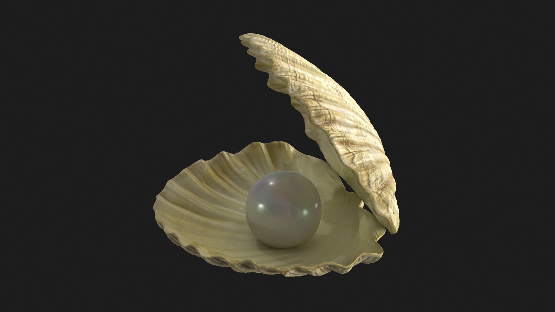 3D Sea Shell With Pearl - TurboSquid 2144431