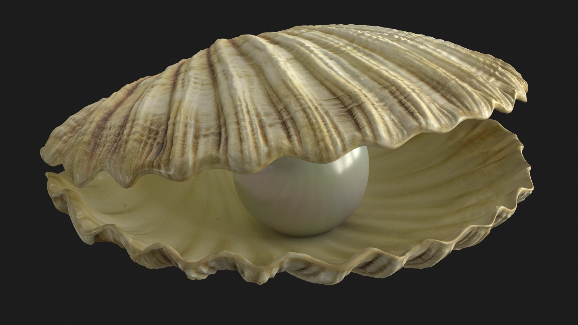 3D Sea Shell With Pearl - TurboSquid 2144431