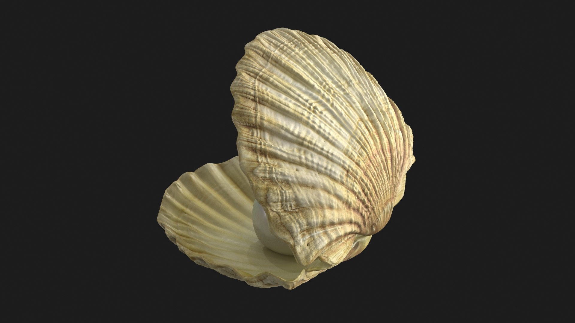 3D Sea Shell With Pearl - TurboSquid 2144431
