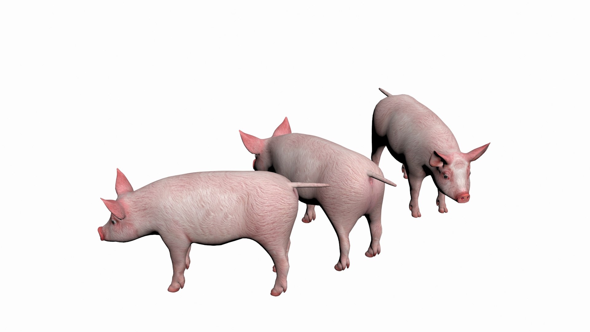Piglet Pig 3D Model - TurboSquid 1763364