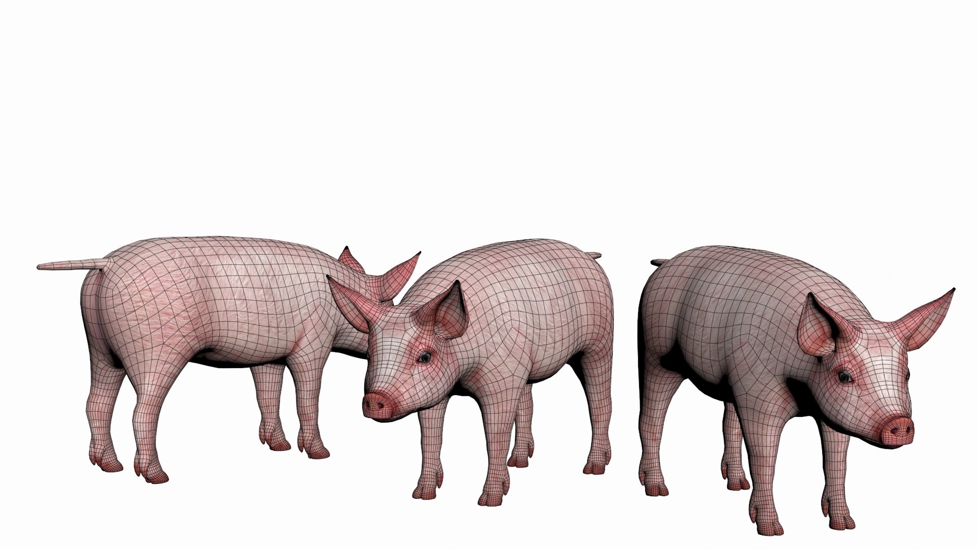 Piglet Pig 3D Model - TurboSquid 1763364