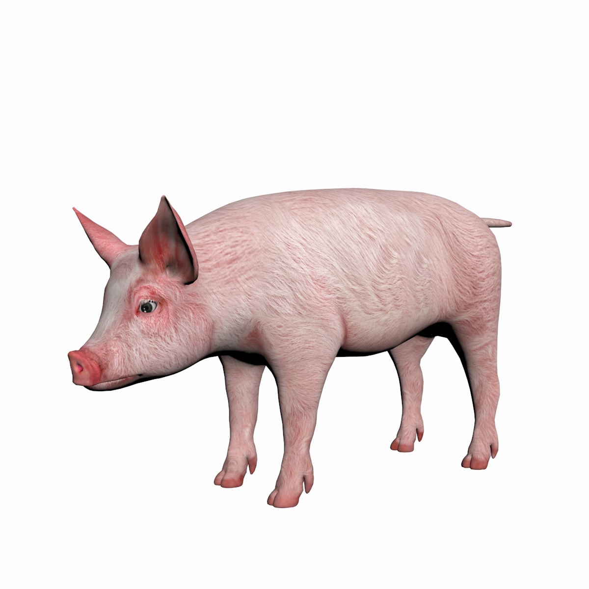 Piglet pig 3D model - TurboSquid 1763364