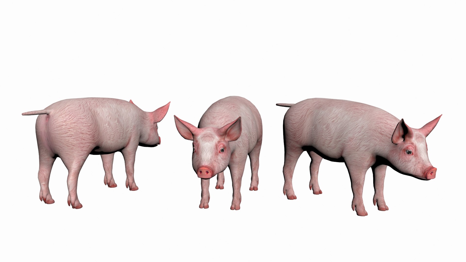 Piglet Pig 3D Model - TurboSquid 1763364