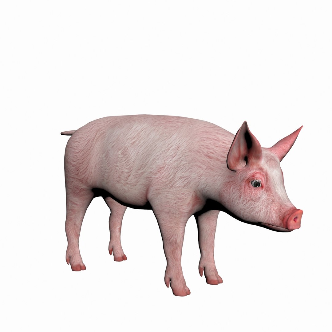Piglet Pig 3D Model - TurboSquid 1763364