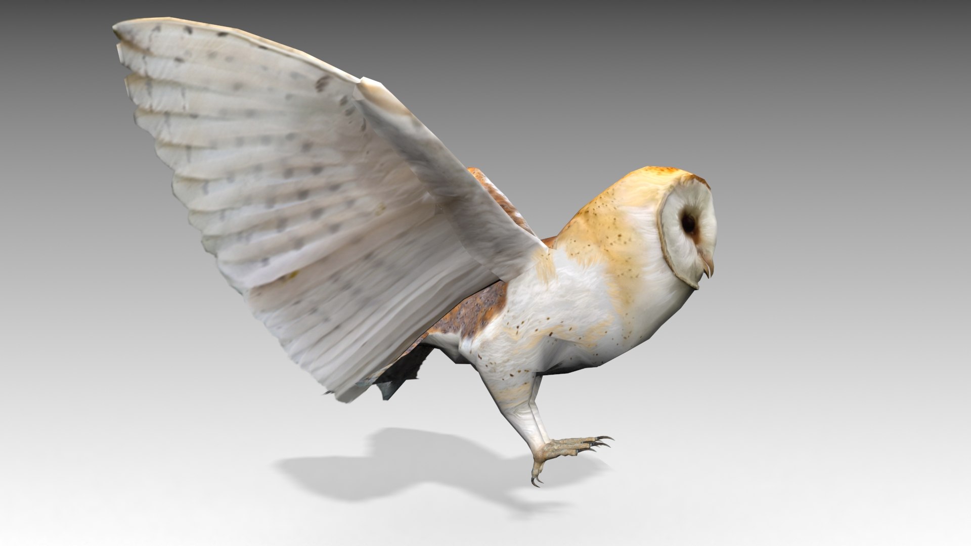 barn owl animations 3d model