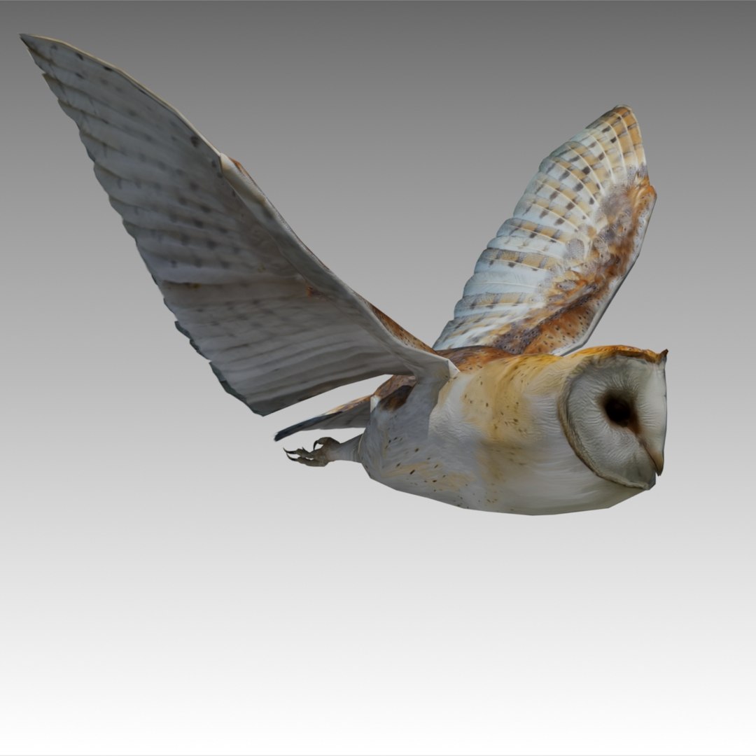 barn owl animations 3d model