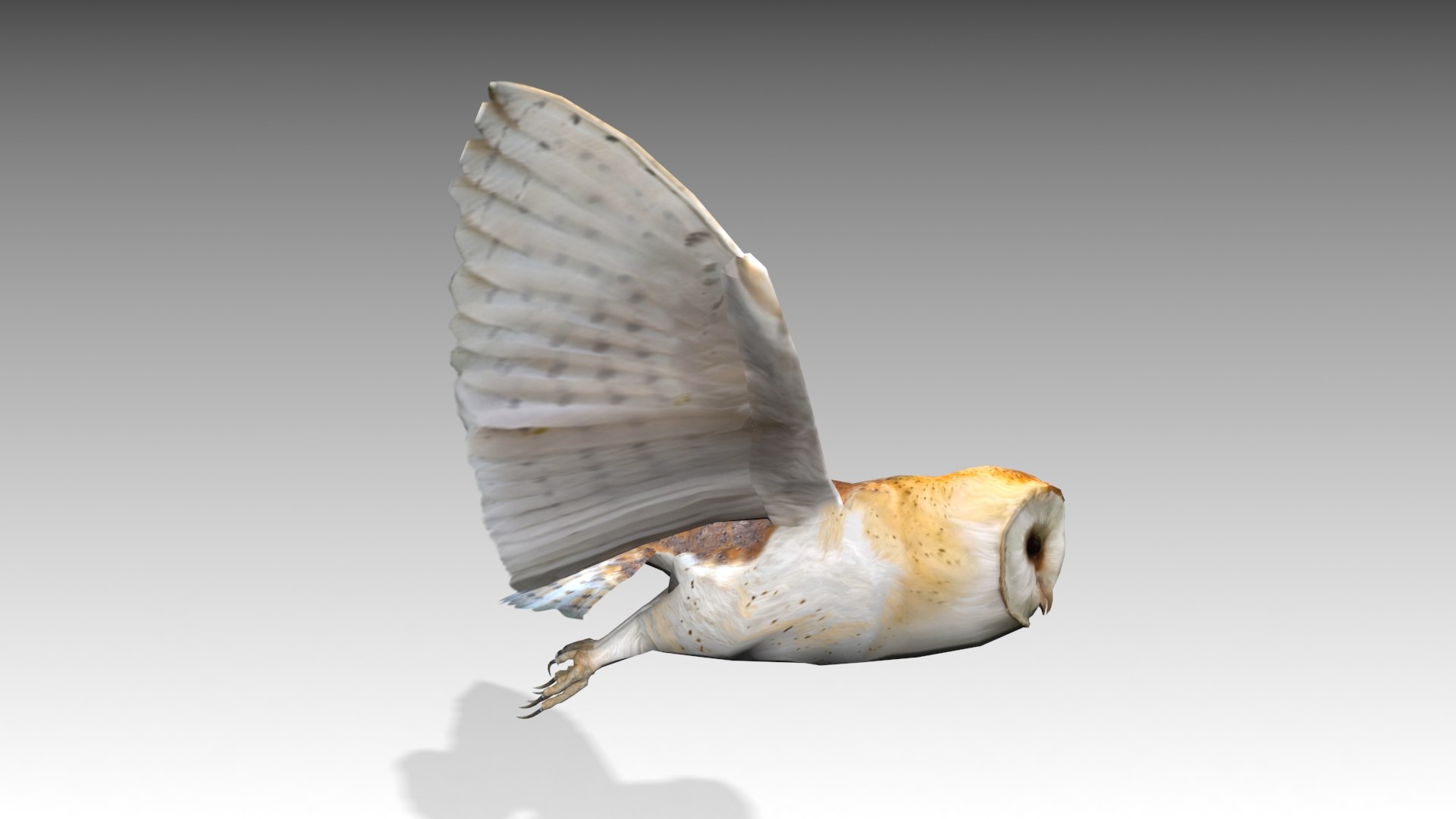 barn owl animations 3d model