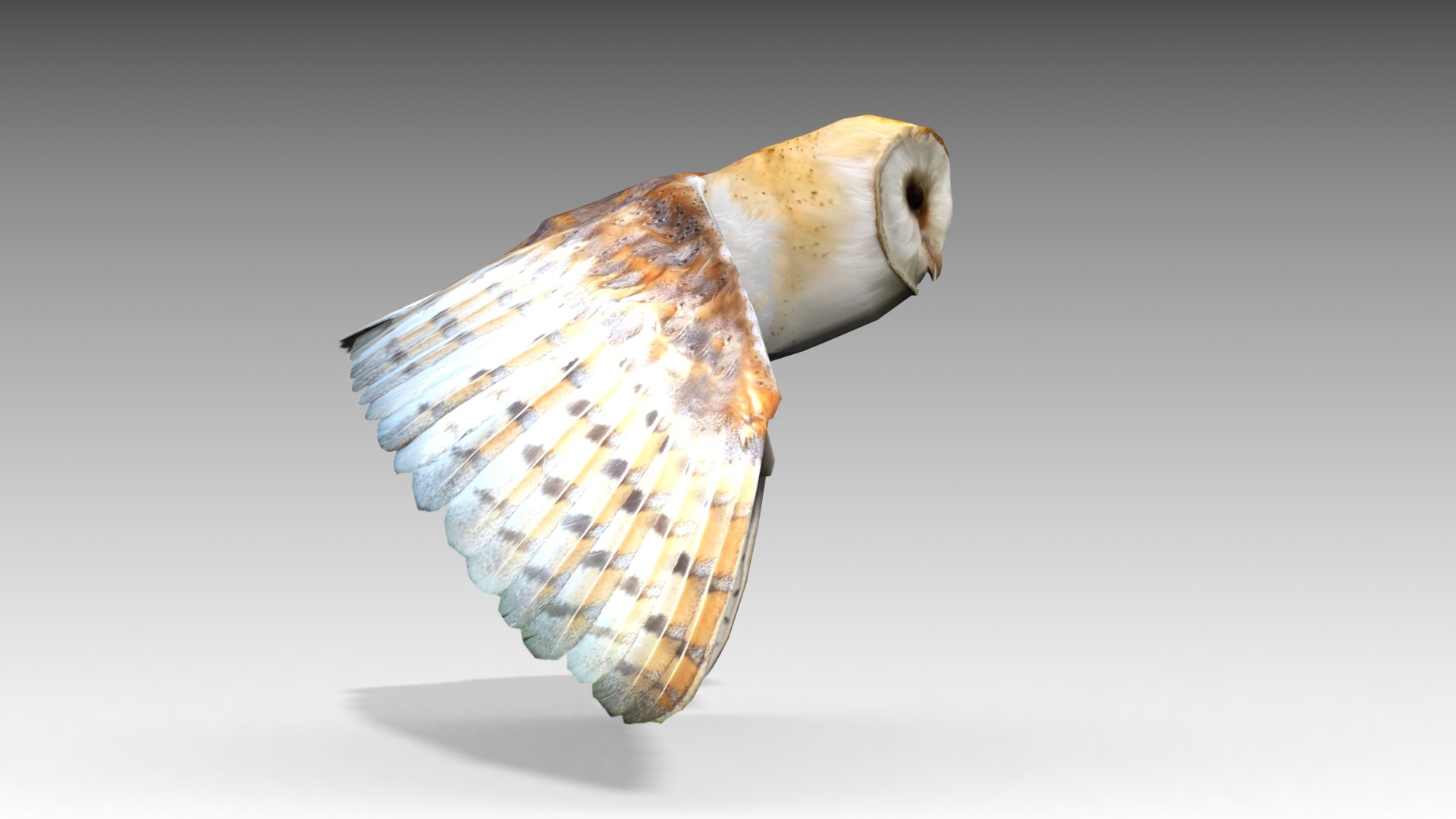 barn owl animations 3d model
