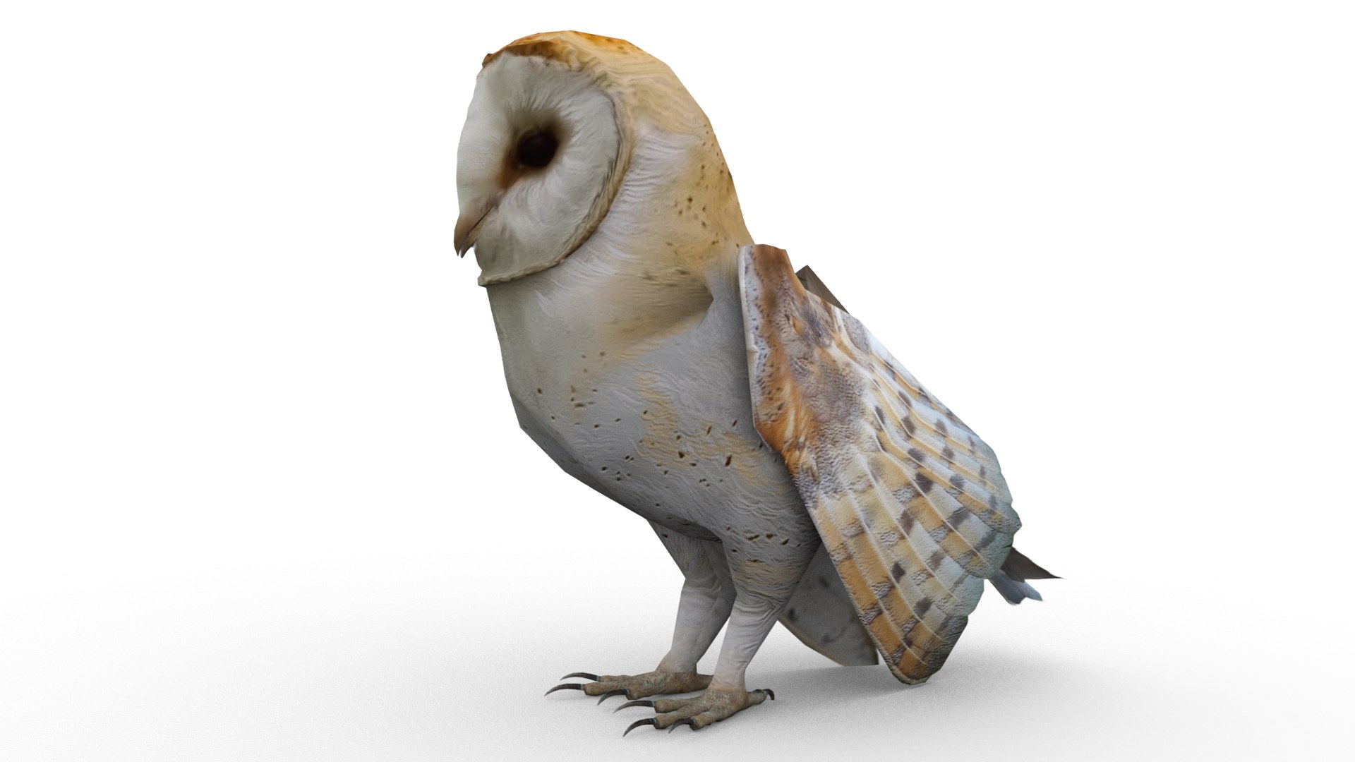 barn owl animations 3d model