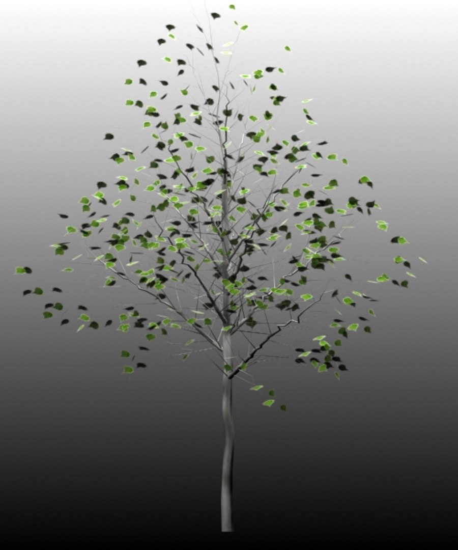 Birch Trees 3d Max