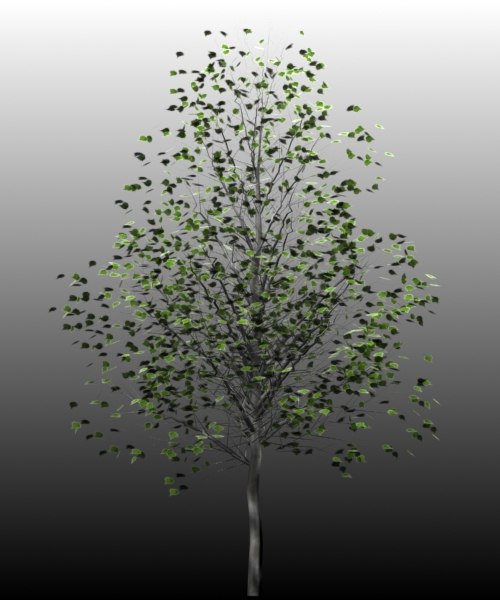 birch trees 3d max