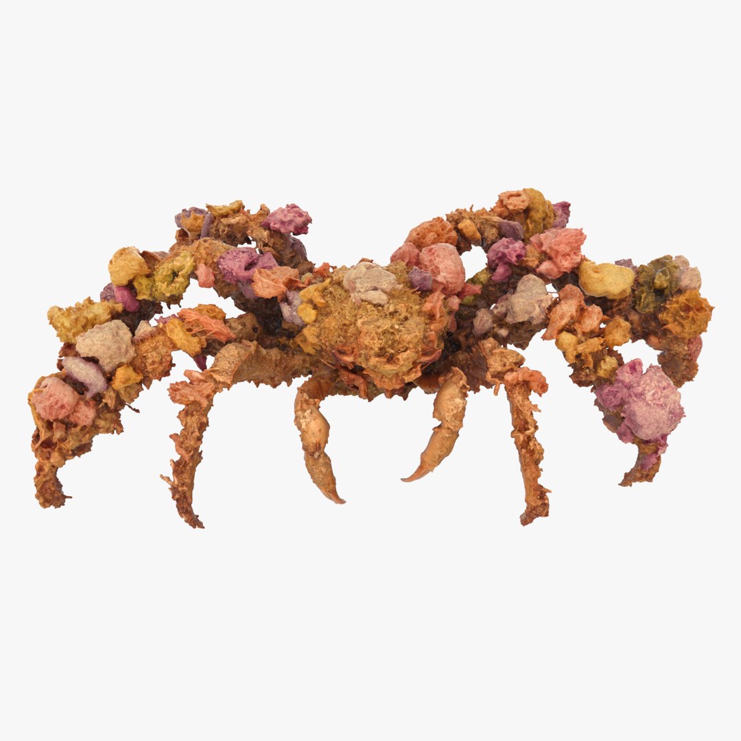 3D Spider Decorator Crab Scan - TurboSquid 1916522