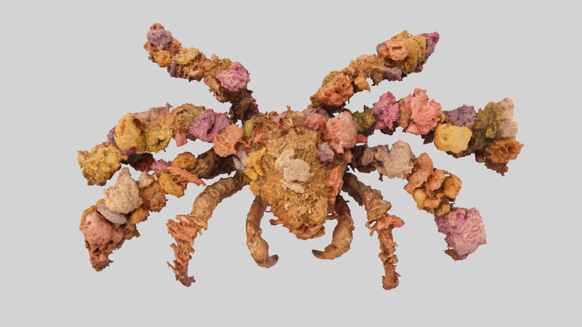 3D Spider Decorator Crab Scan - TurboSquid 1916522
