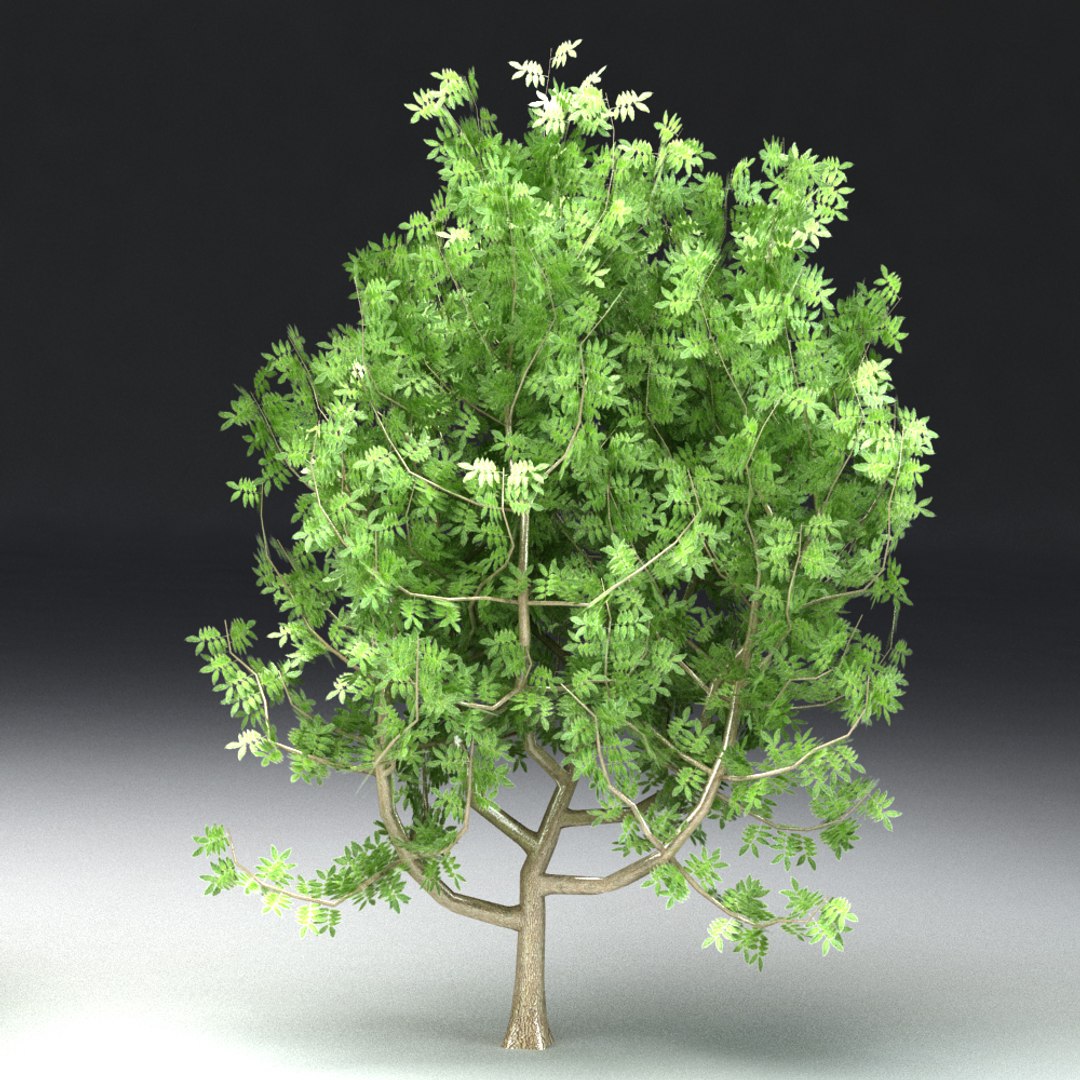 3D Ash-trees 10 Types Trees Model - TurboSquid 1387703