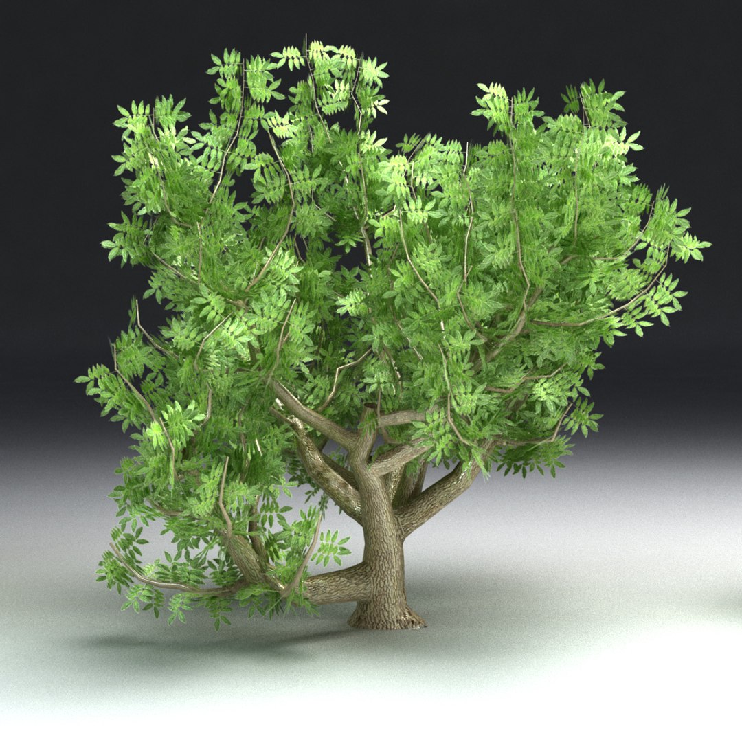 3D Ash-trees 10 Types Trees Model - TurboSquid 1387703