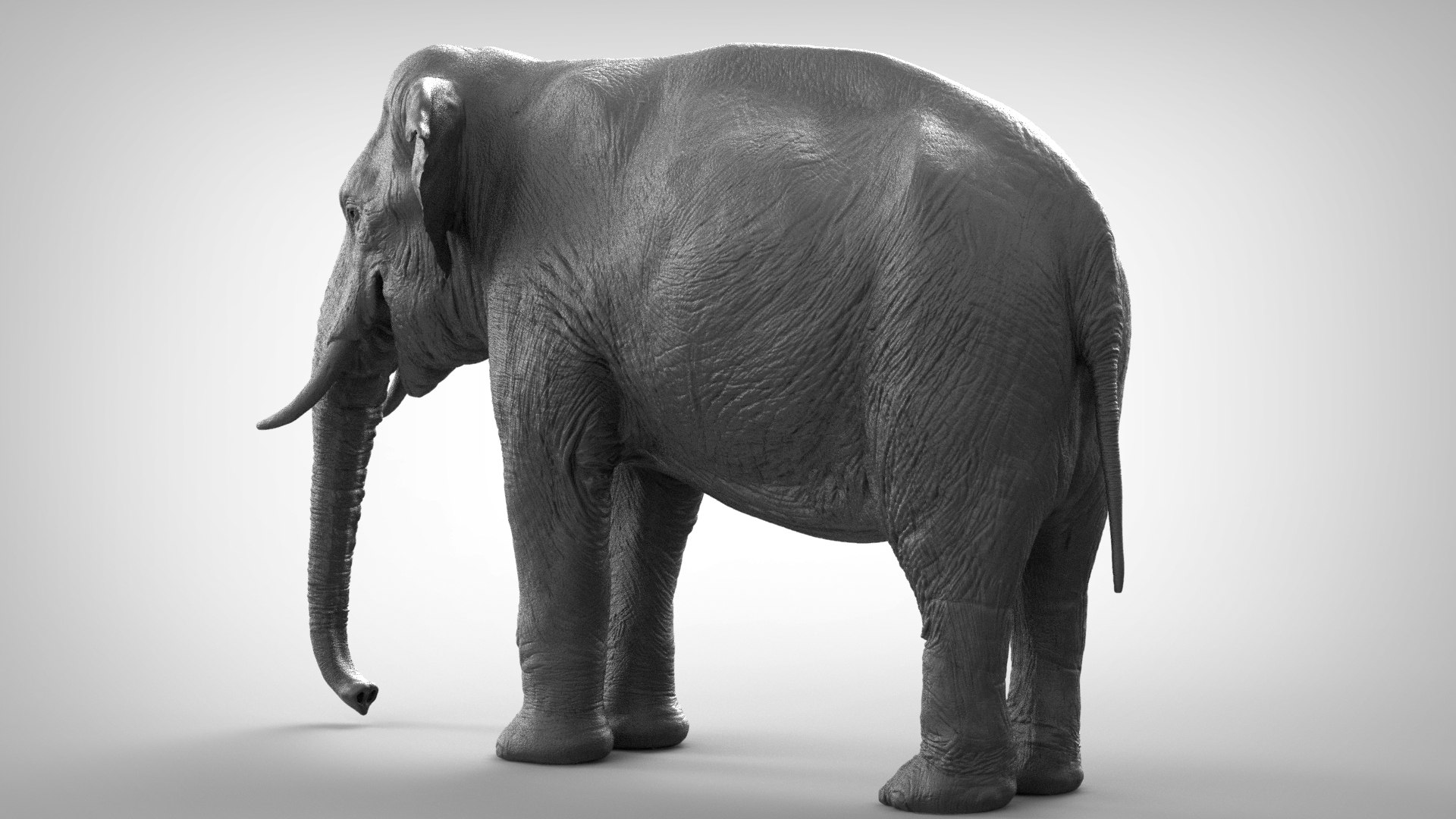 3D Elephant Asian - TurboSquid 1249618