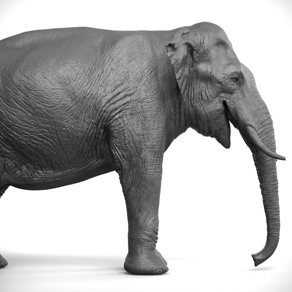 Elephant 3D Models for Download | TurboSquid