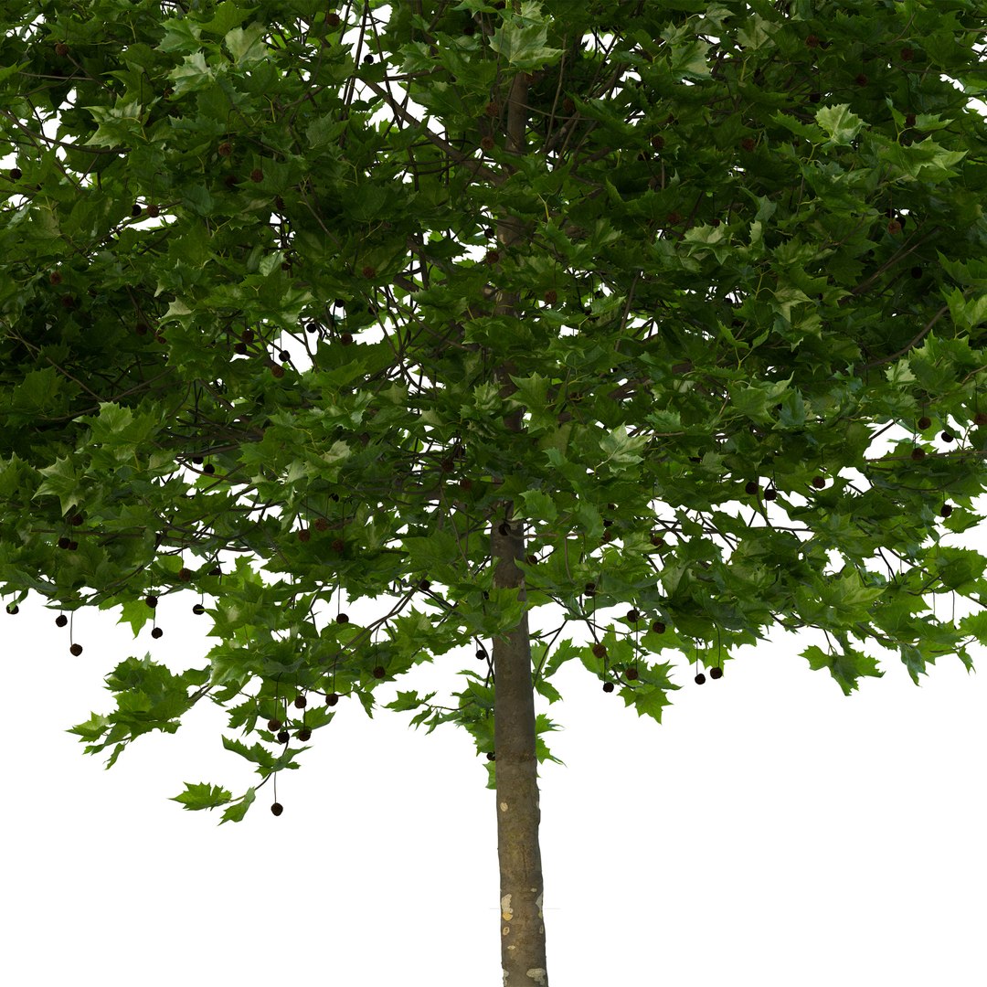 3D London Plane Tree Model - TurboSquid 1701791