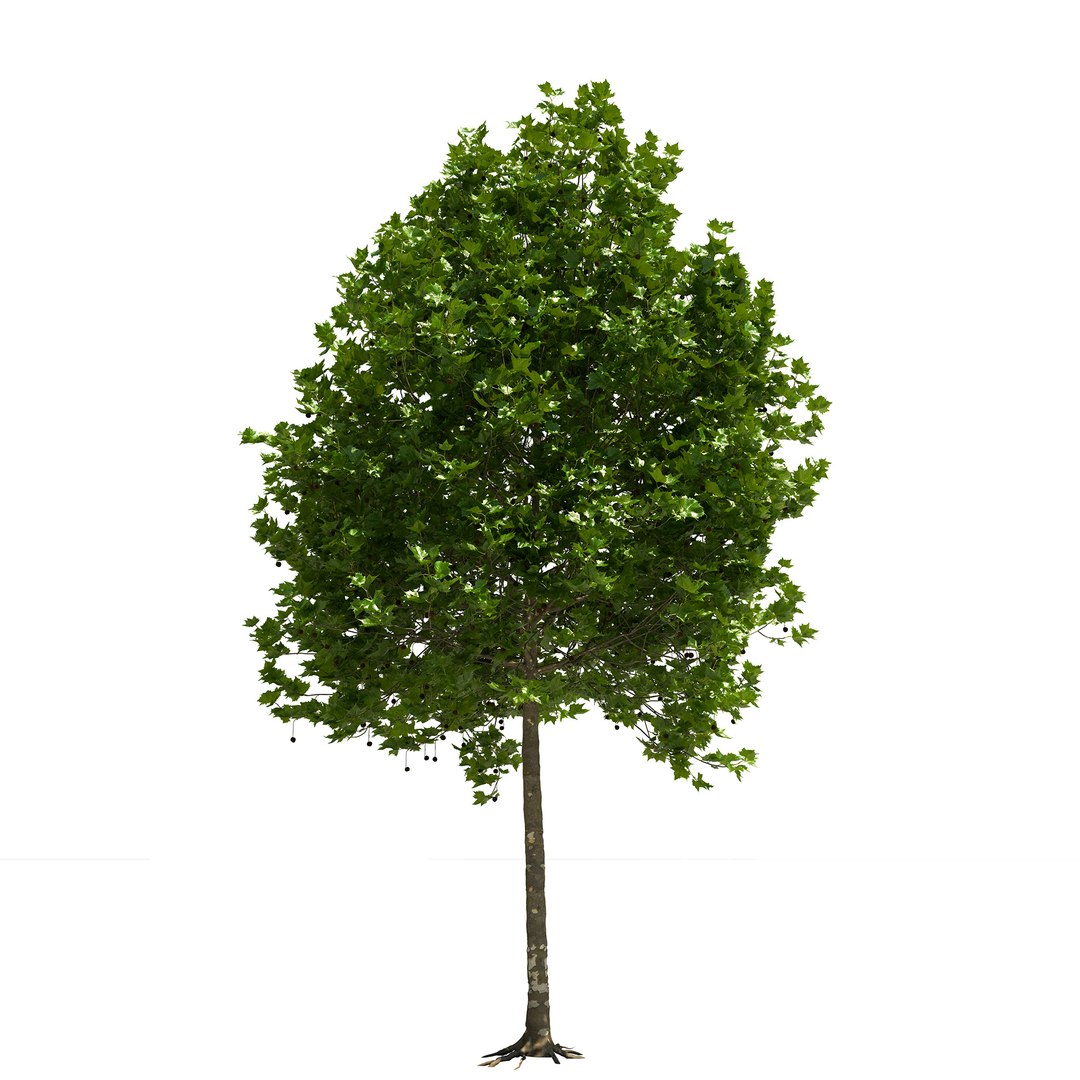 3D London Plane Tree Model - TurboSquid 1701791