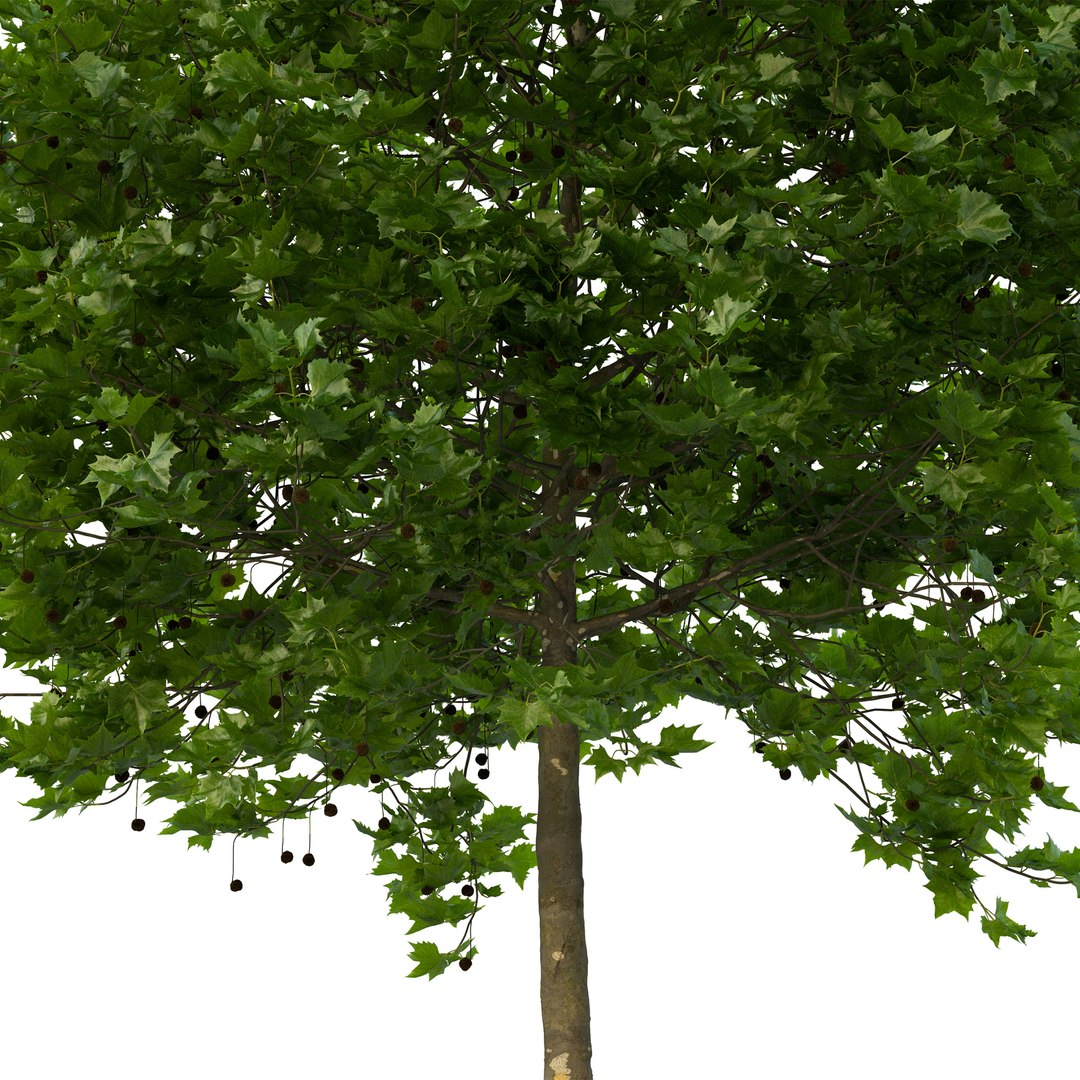 3D London Plane Tree Model - TurboSquid 1701791