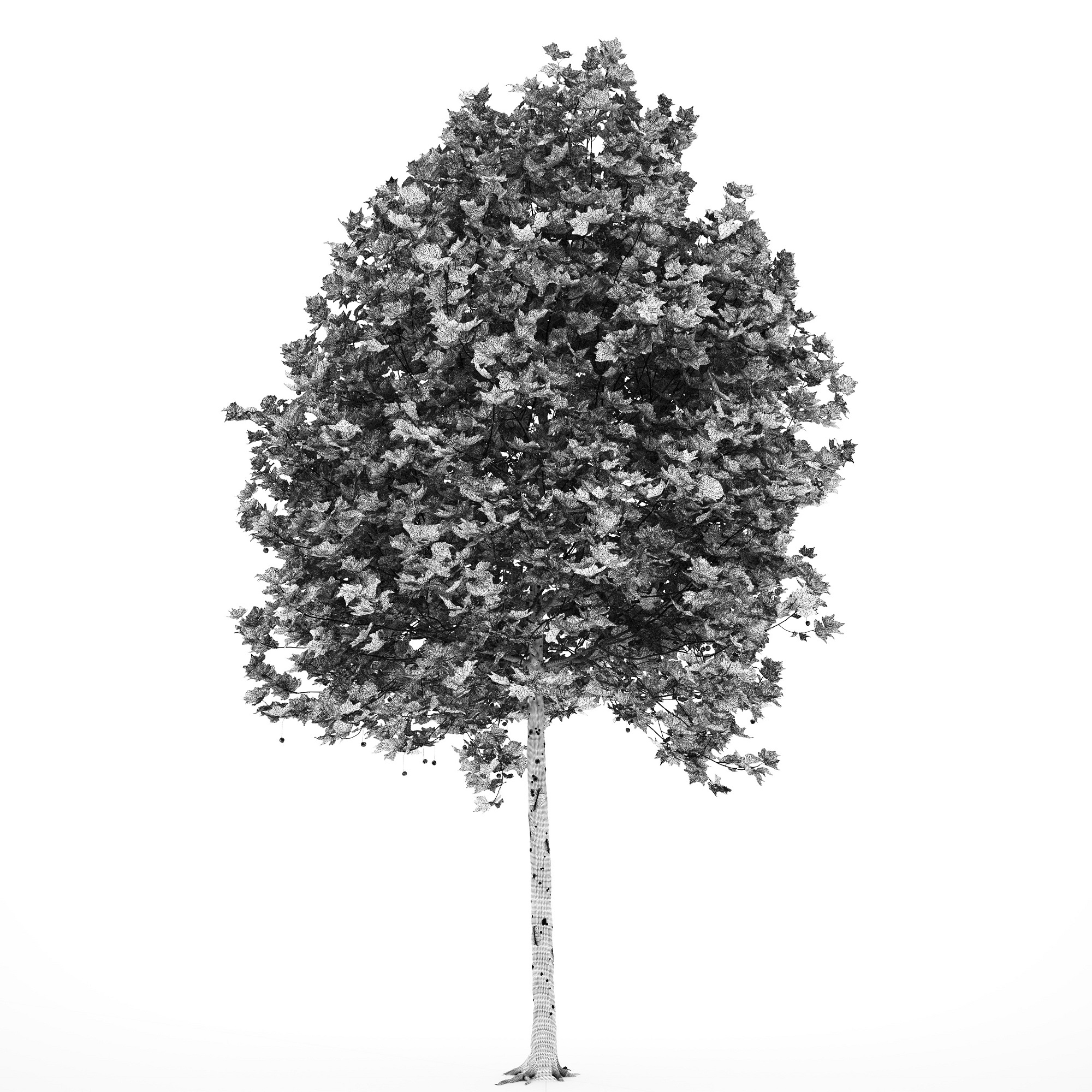 3D london plane tree model - TurboSquid 1701791