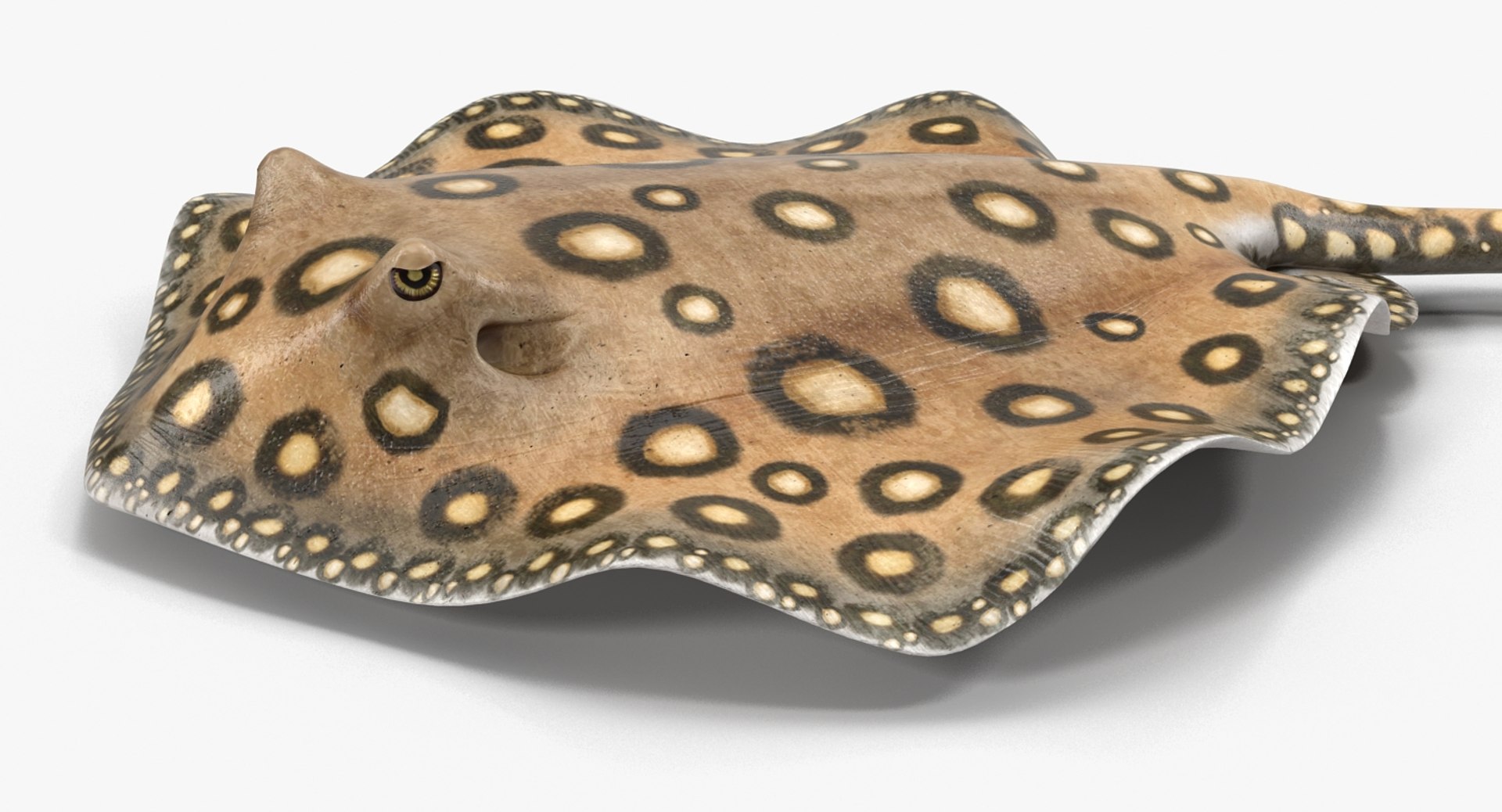 C4d River Stingray Pose 3