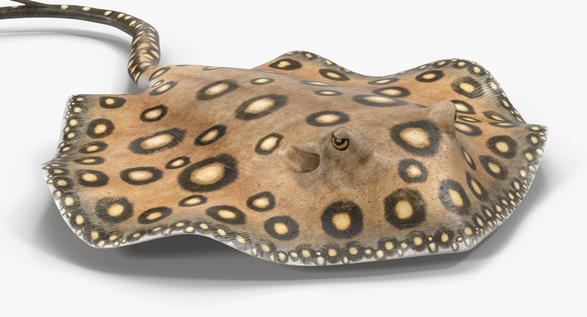 C4d River Stingray Pose 3