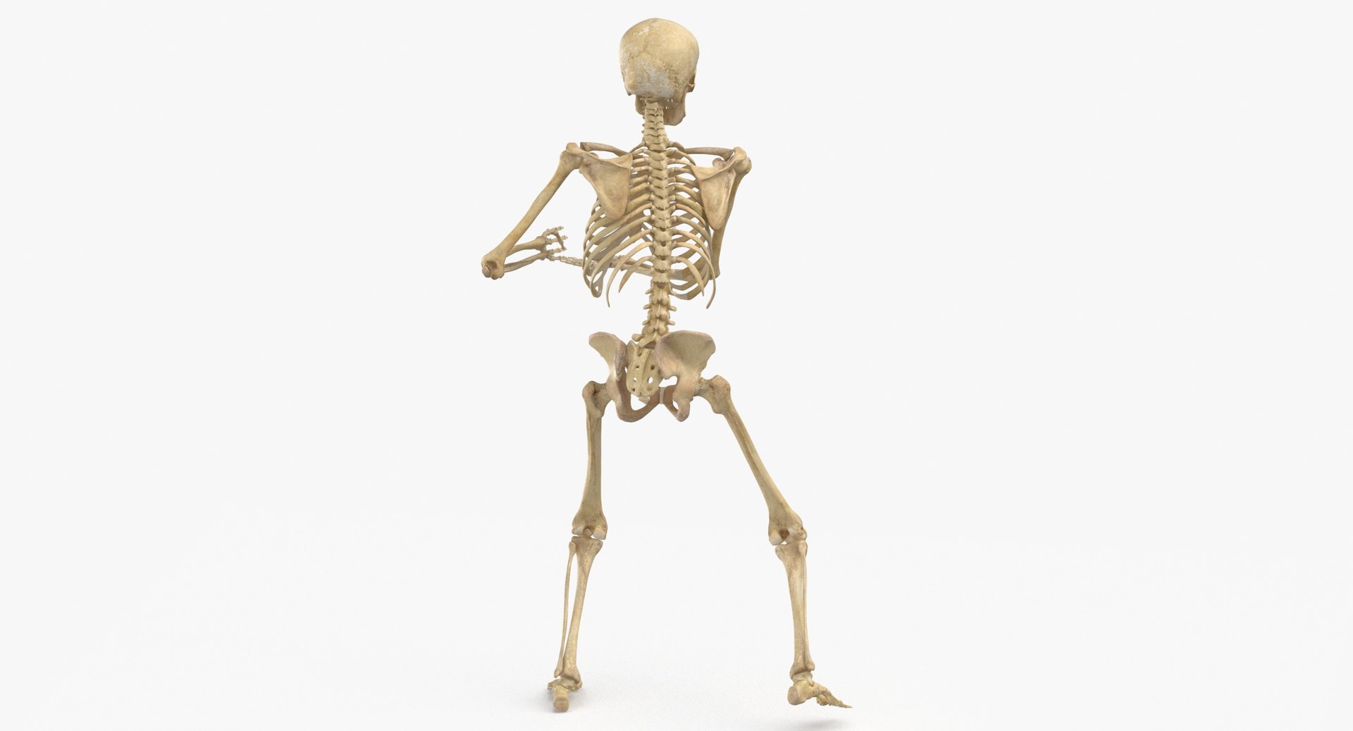 Real human female skeleton model - TurboSquid 1692341