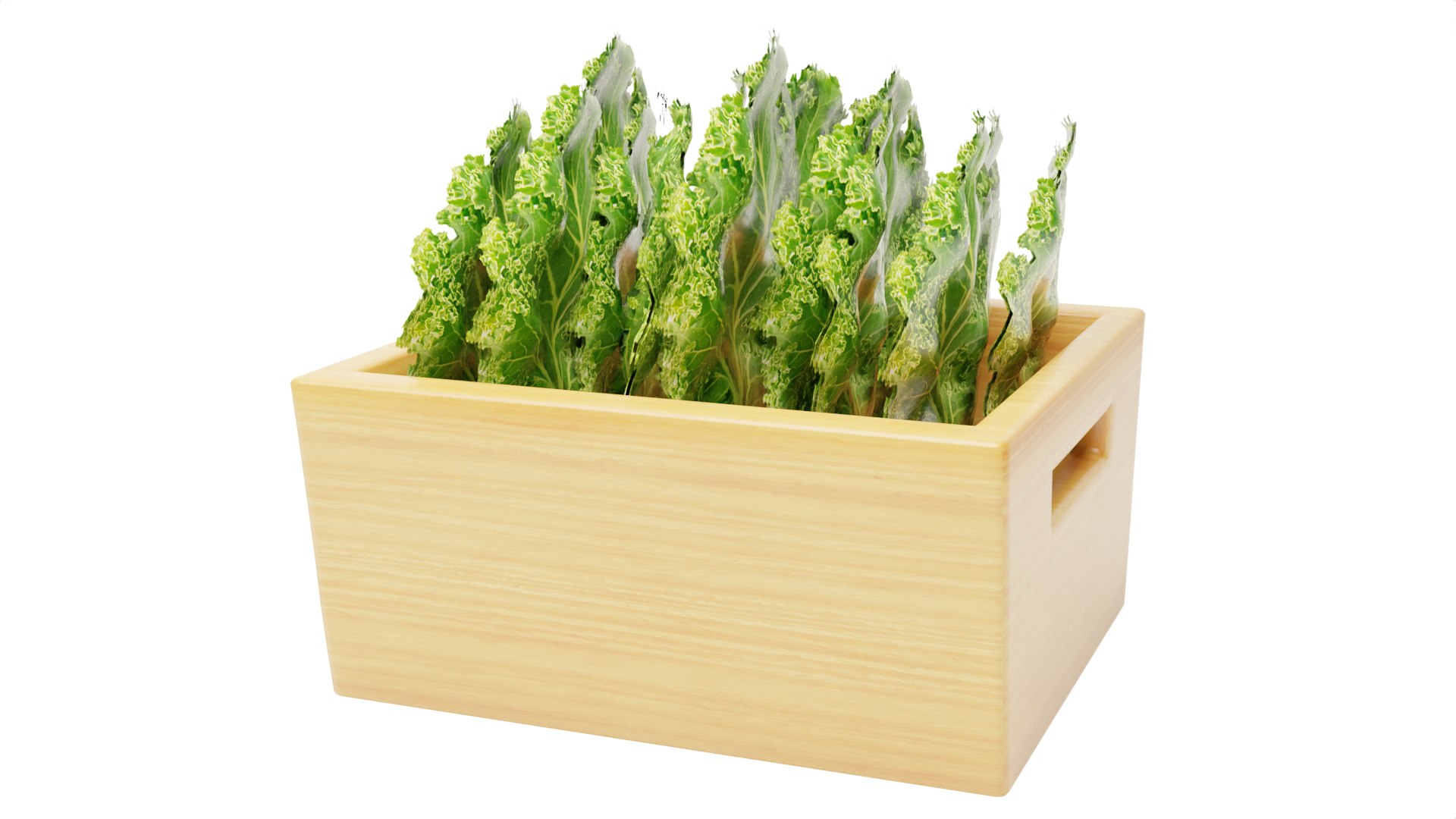 3D Kales In Box - TurboSquid 2171849