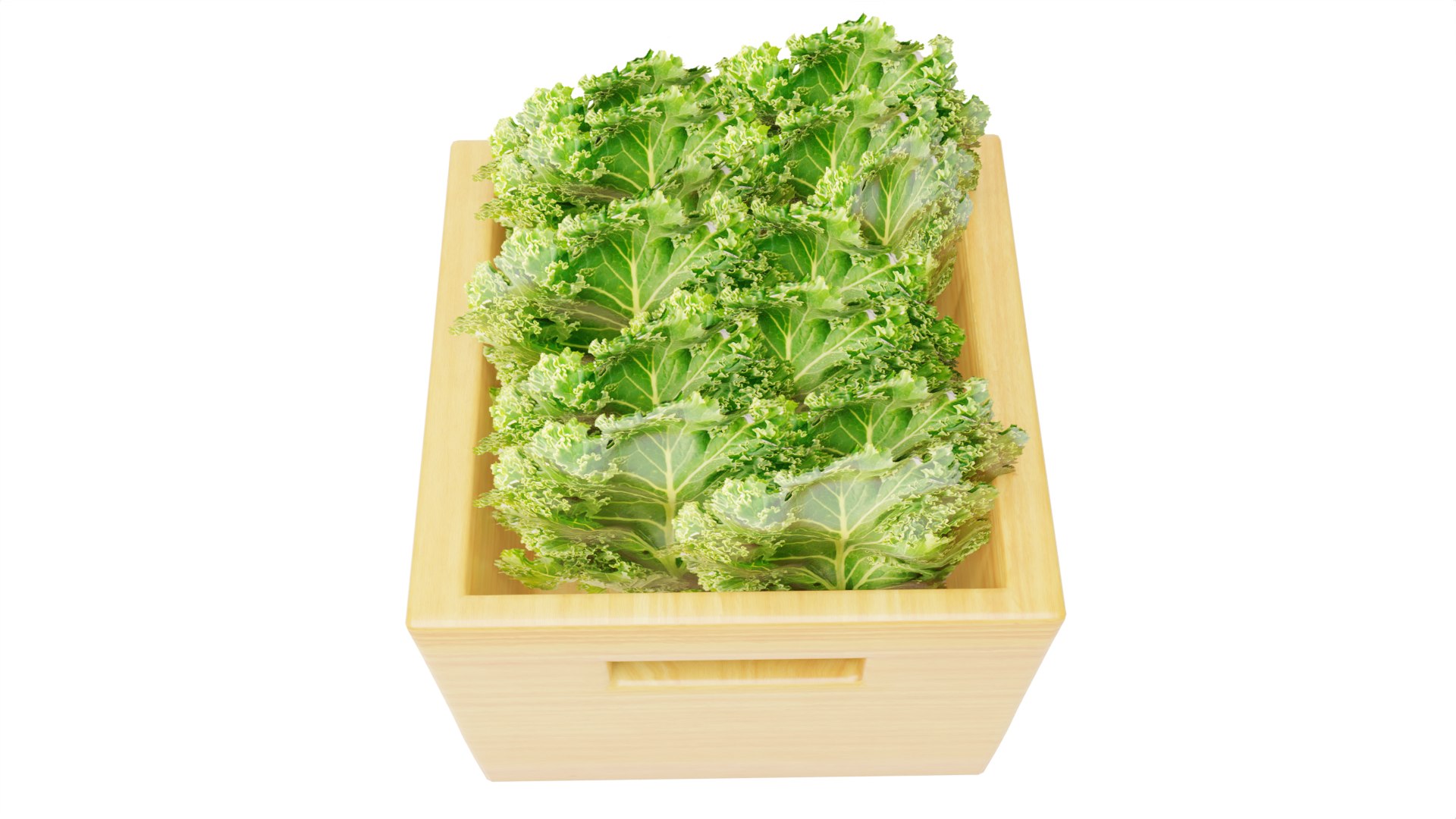 3D Kales In Box - TurboSquid 2171849