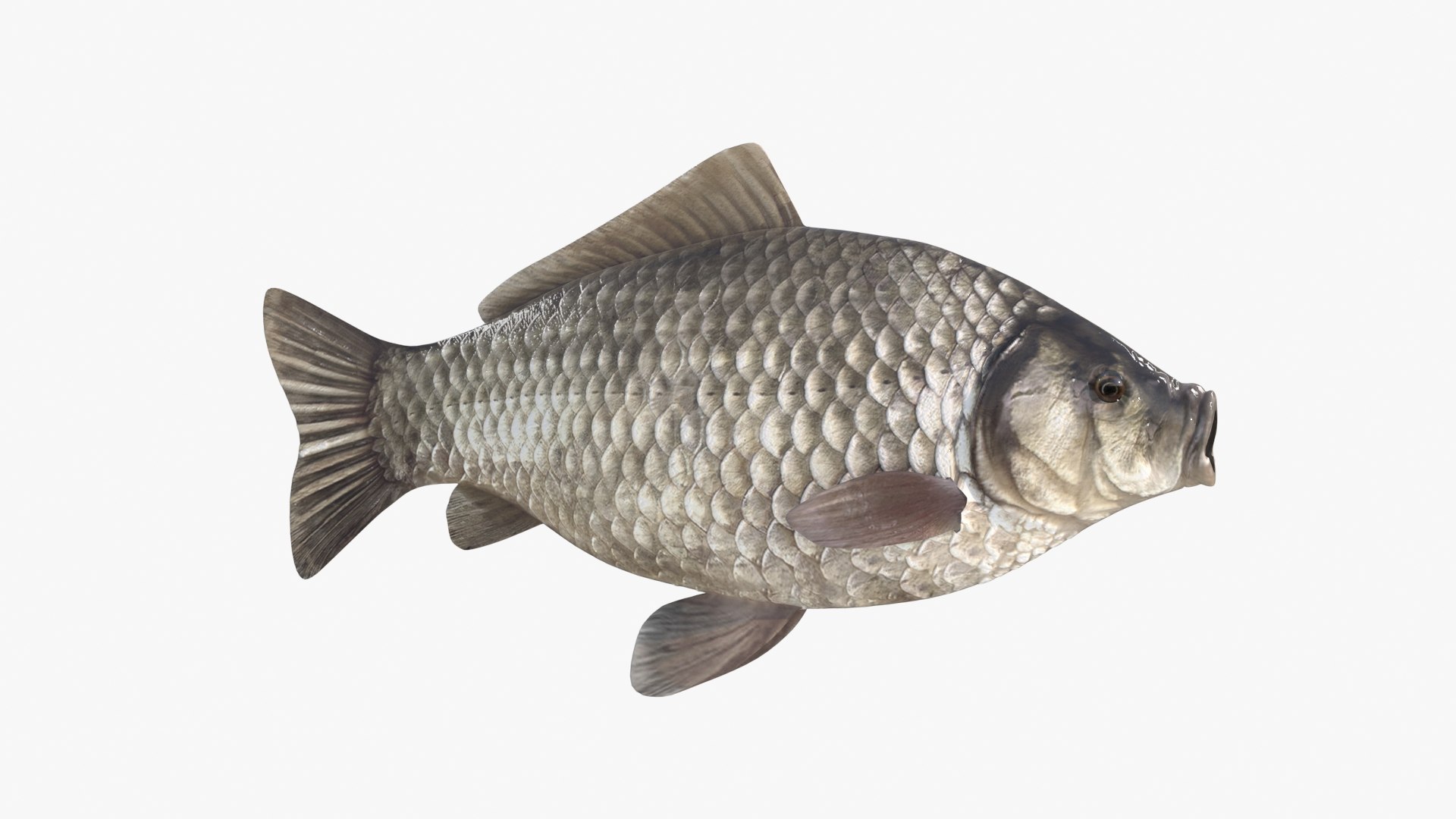 Gibel Carp Model - TurboSquid 1734826