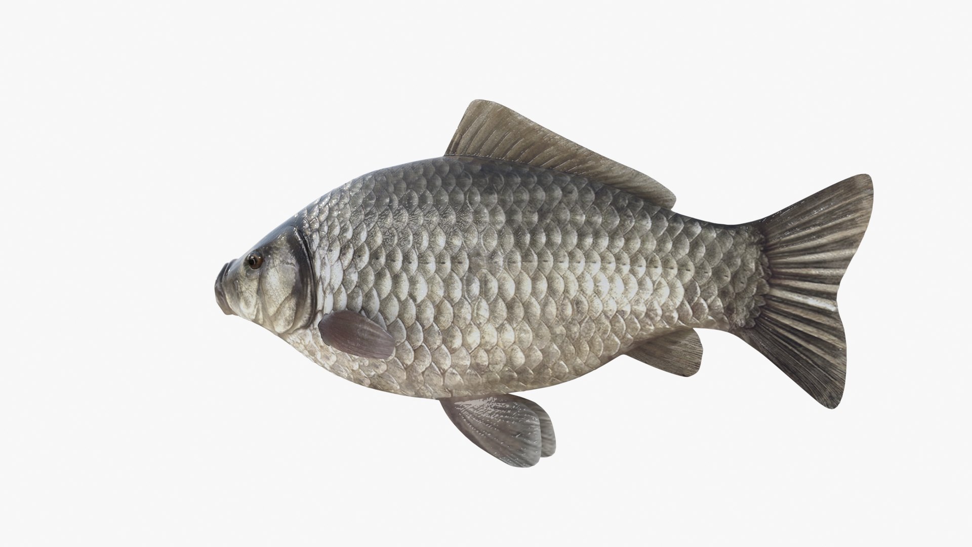 Gibel Carp Model - TurboSquid 1734826