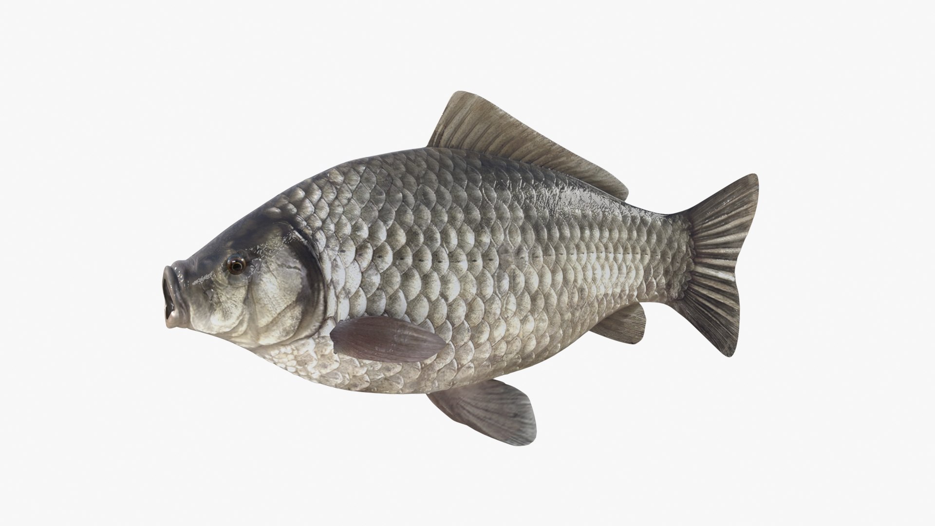 modelo 3d Carpa Gibel - TurboSquid 1734826