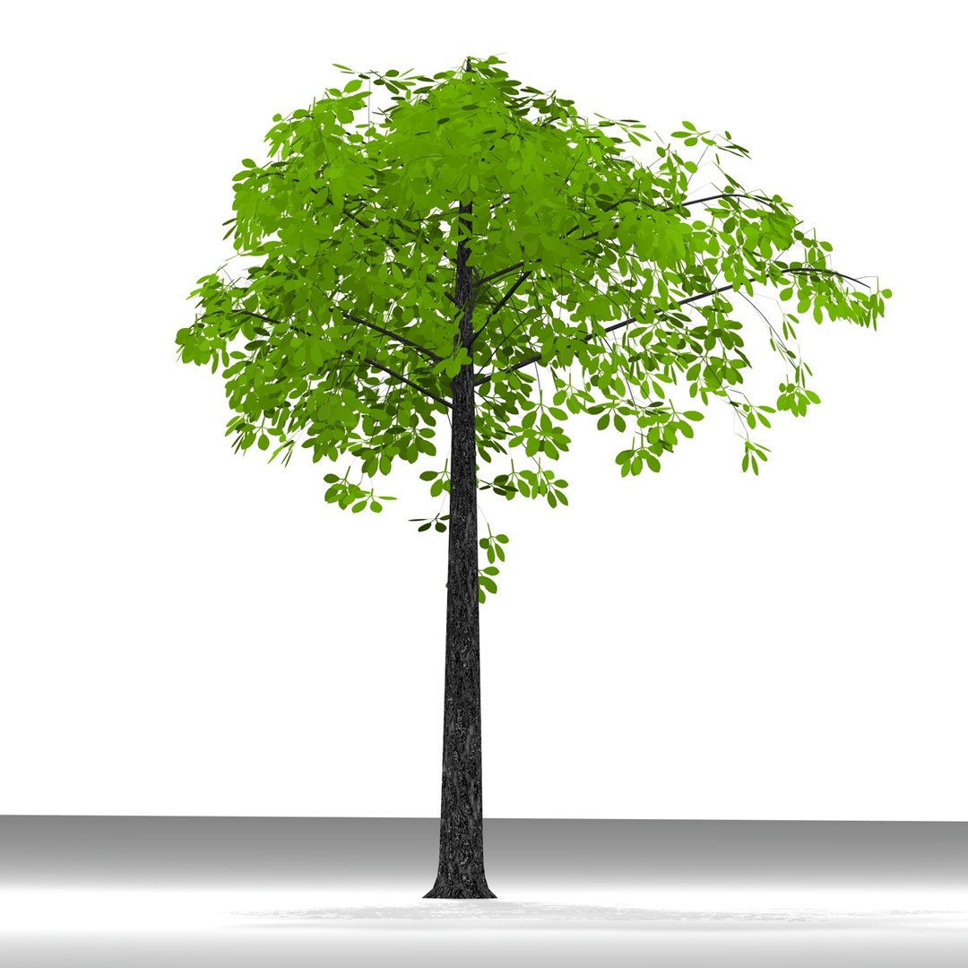 plane tree 3d model