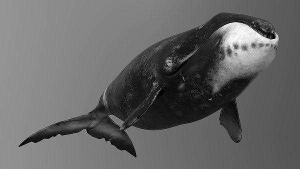 modelo 3d Ballena - TurboSquid 2113233