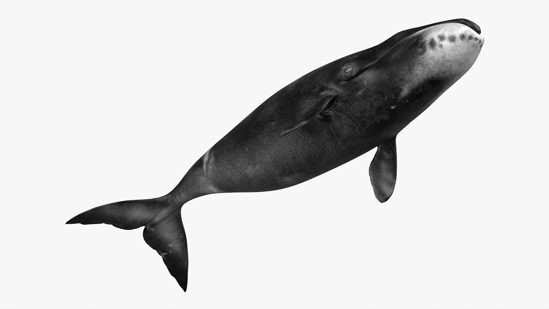3D Bowhead Whale - TurboSquid 2113233