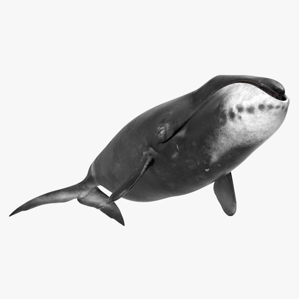 modelo 3d Ballena - TurboSquid 2113233