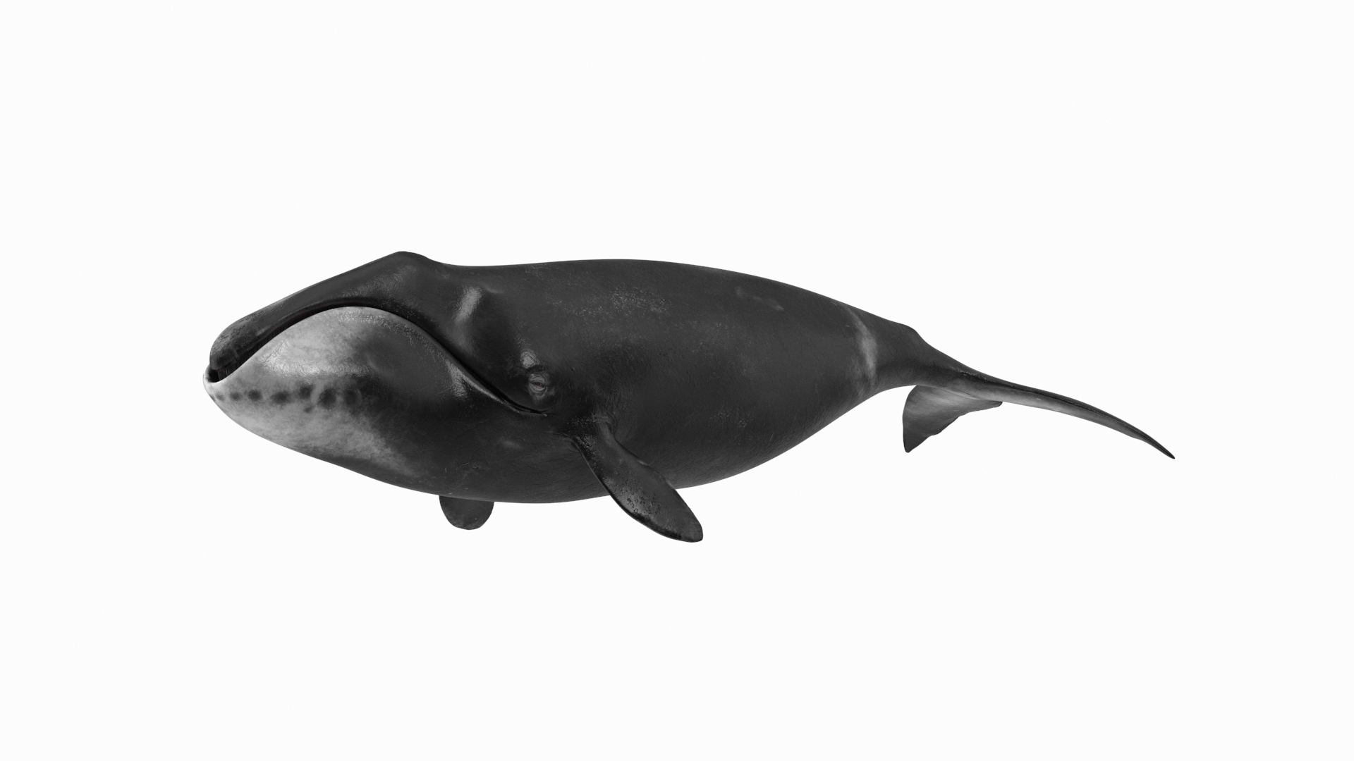 3D Bowhead Whale - TurboSquid 2113233