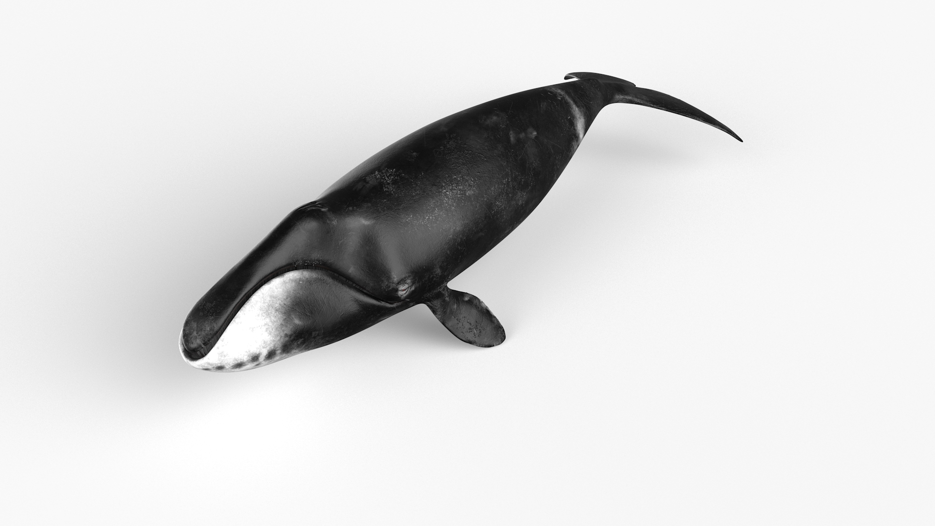 3D Bowhead Whale - TurboSquid 2113233