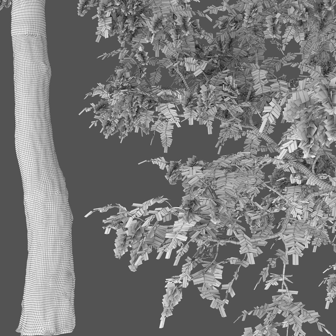 Acacia Tree 3D Model - TurboSquid 1696856