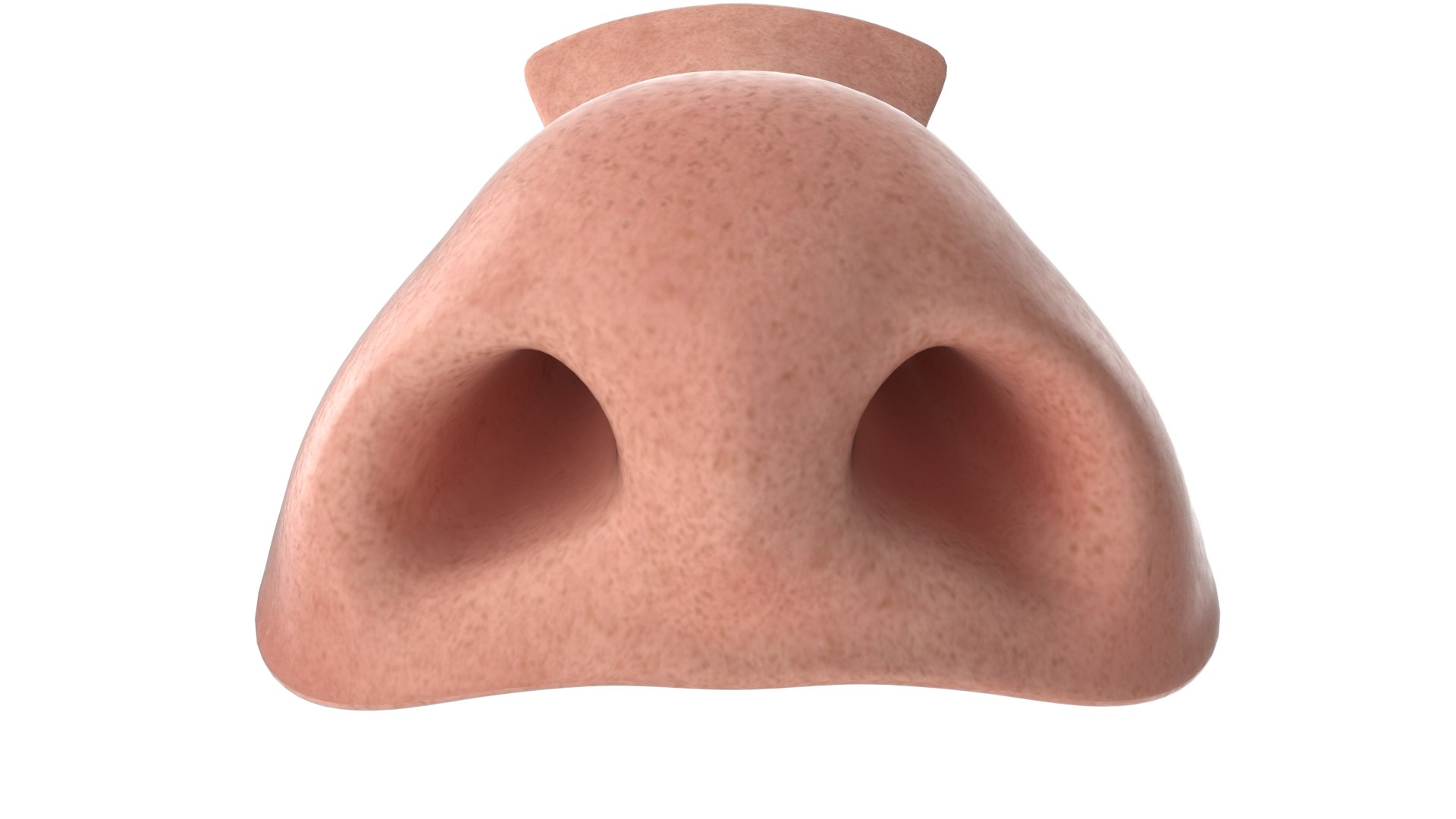 Human Nose Realistic V01 3D Model - TurboSquid 2380211