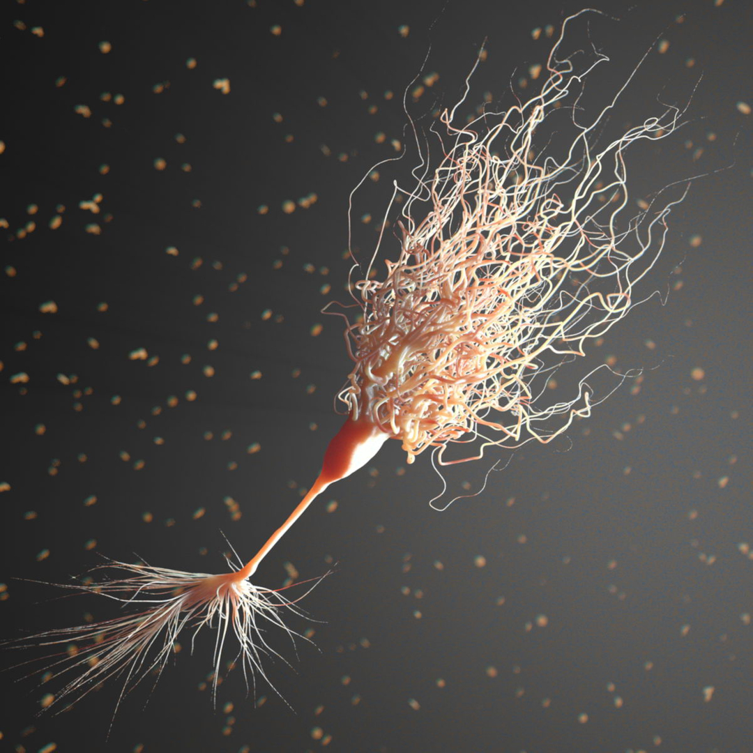 3d Model Neurons Details