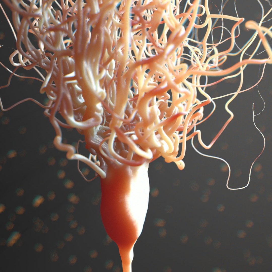 3d Model Neurons Details