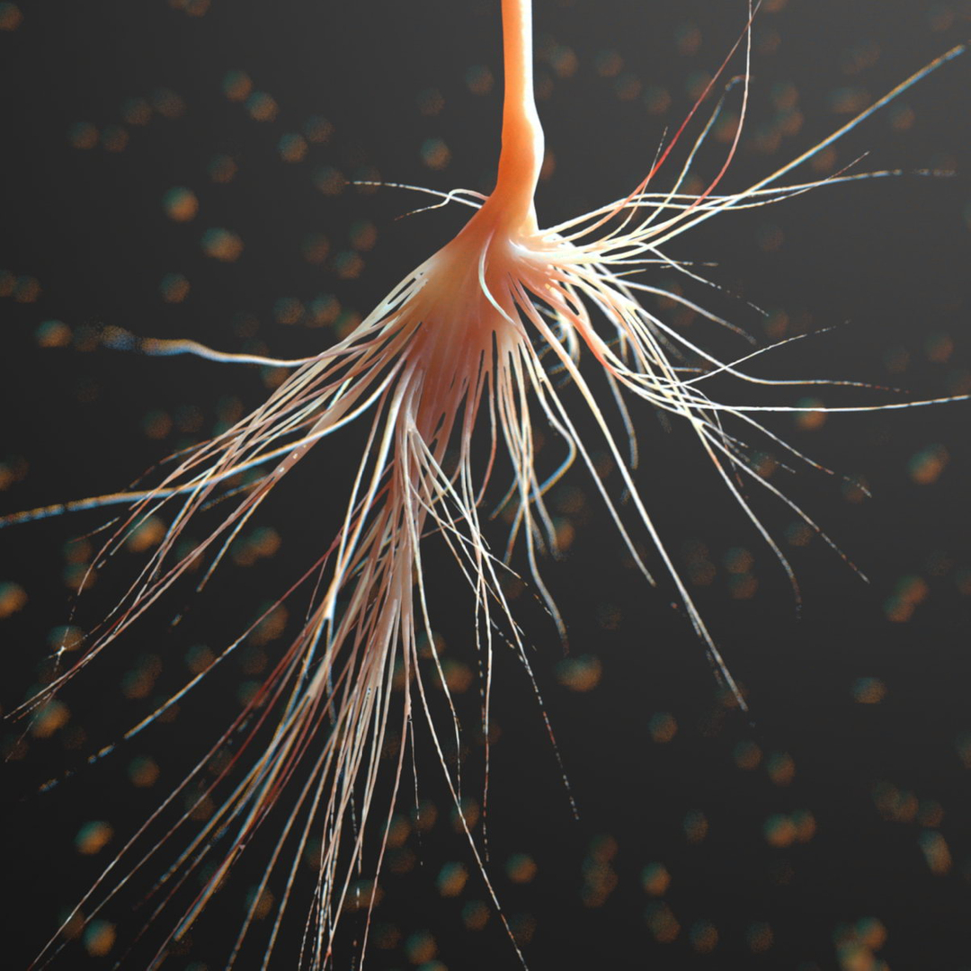 3d Model Neurons Details