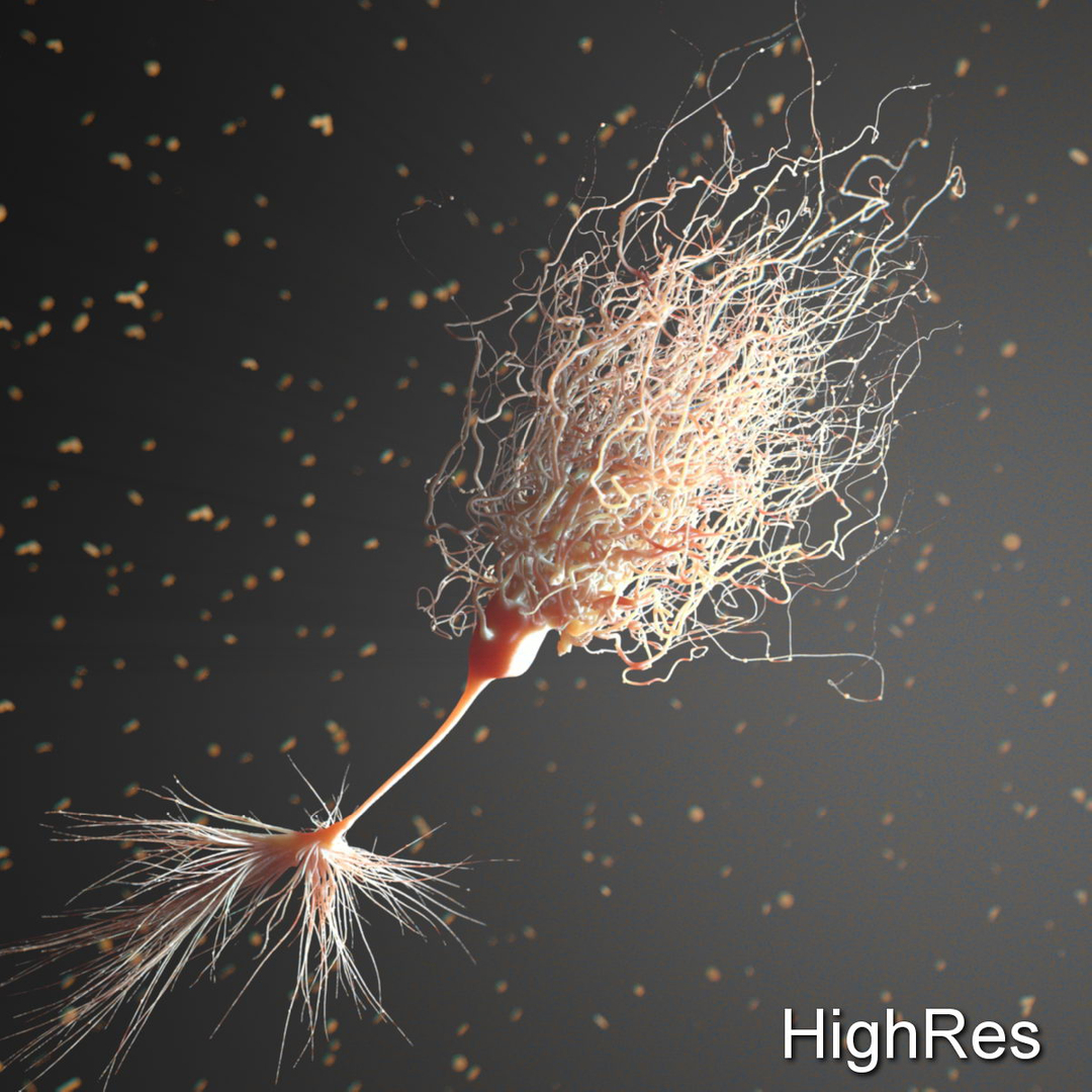 3d Model Neurons Details