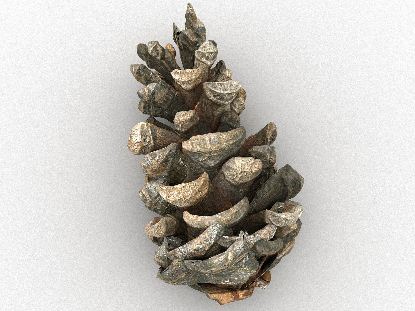 Conifer Cone Pack 10 Model - TurboSquid 1318657